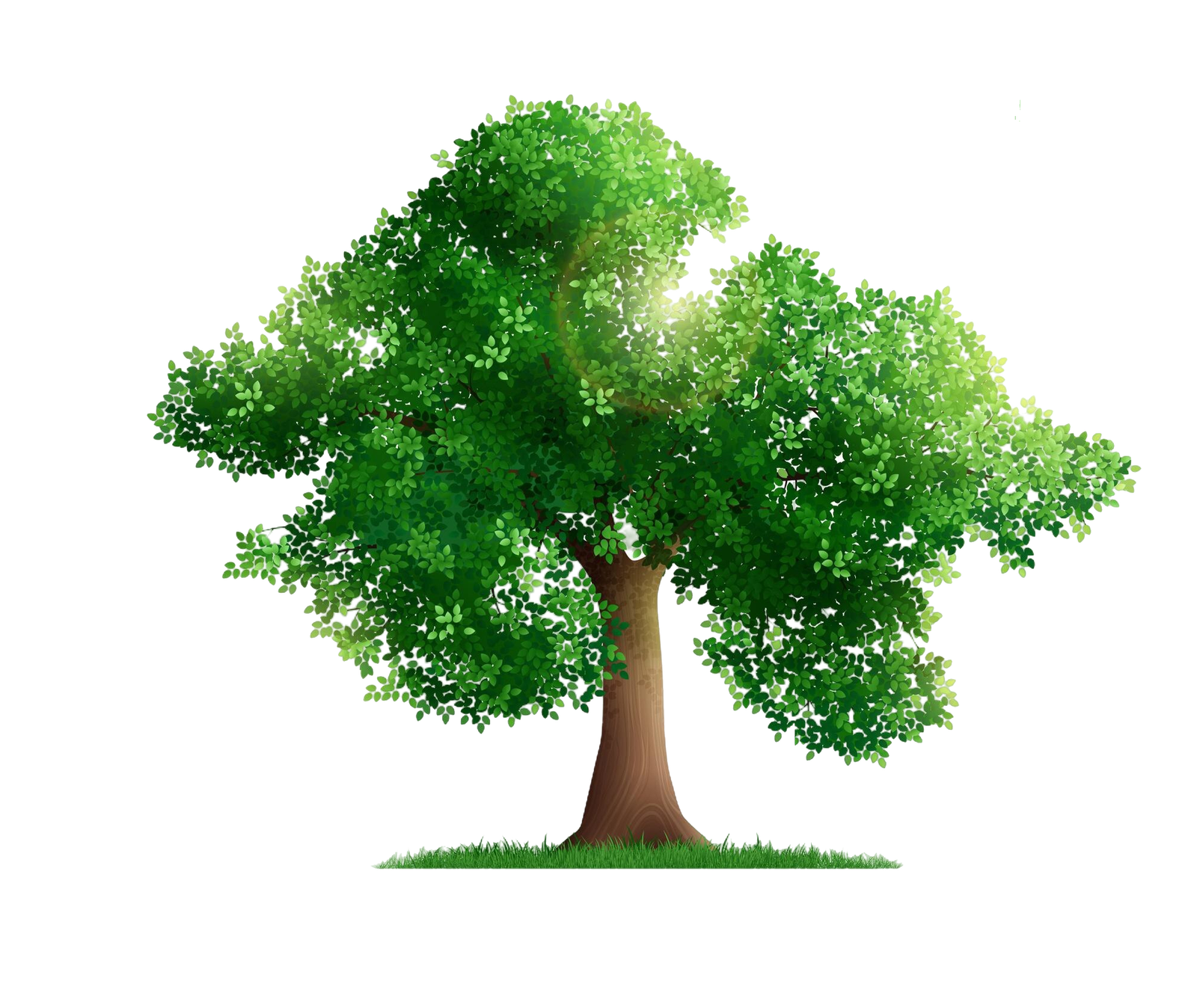 Teak And Its varieties – Mother BioTech