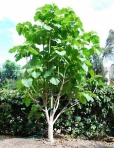 Teak And Its varieties – Mother BioTech